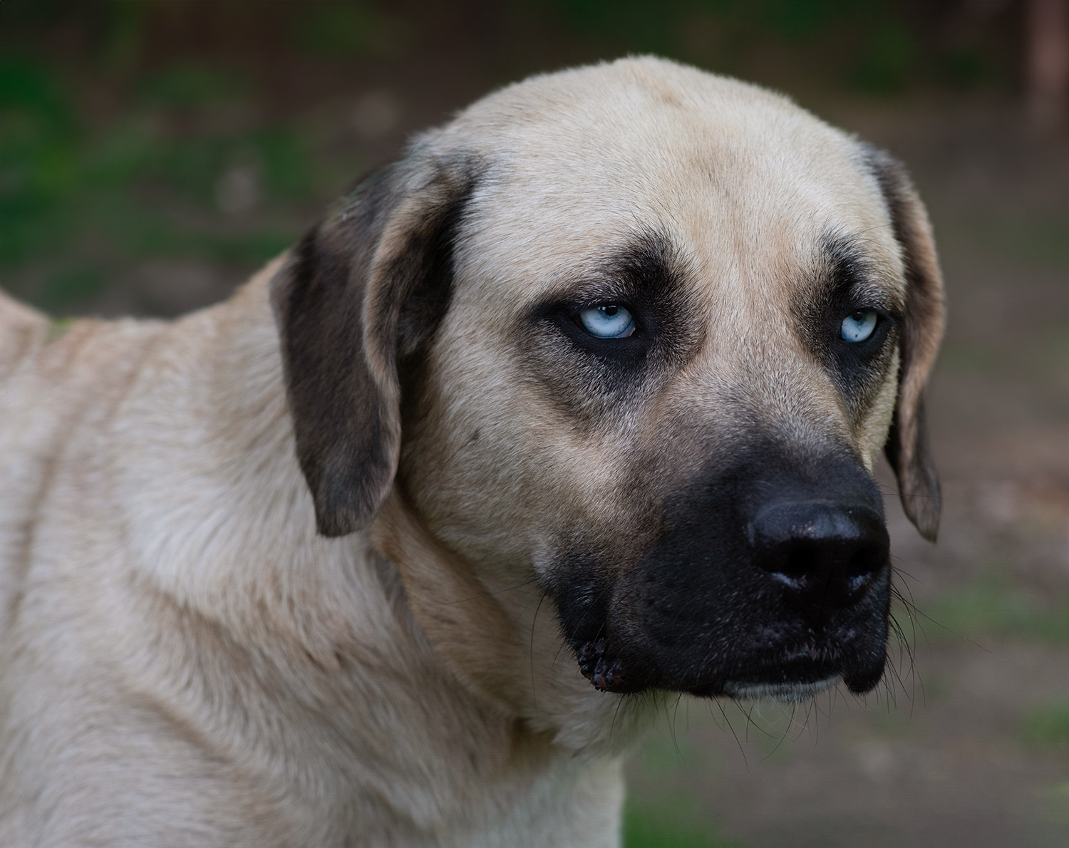 Morgan Is NCCR Dog Of The Week | News, Sports, Jobs - Post Journal